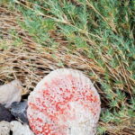 Sea Kayak Tour - Marine Safari - The Itinerary Breakdown