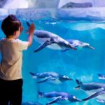 Sea Life Kelly Tarlton's Aquarium General Admission - Who Would Love This Experience?