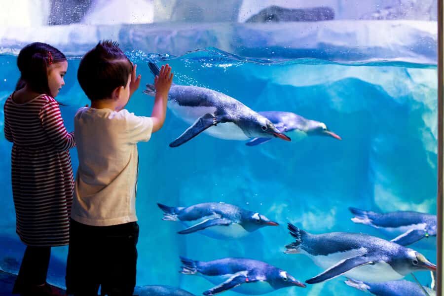 Sea Life Kelly Tarlton's Aquarium General Admission - Who Would Love This Experience?