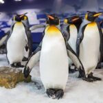 SEA LIFE Kelly Tarlton's General Admission - Final Thoughts: Who Will Love This Tour?