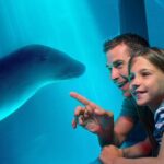 SEA LIFE Sunshine Coast Aquarium Entrance Ticket - Practical Details and Tips