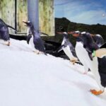 SEA LIFE Sydney Aquarium Entrance Ticket - A Deep Dive into the Experience