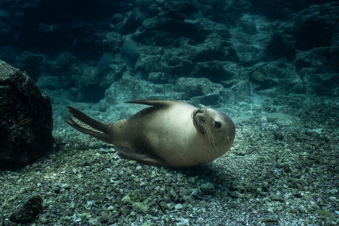 Sea Lion Snorkel Adventure at Espíritu Santo Island - The Detailed Itinerary and What You Can Expect