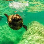 Sea Lion Snorkeling & Island Beach Picnic  Espíritu Santo Tour - Analyzing the Value: Is It Worth the Price?