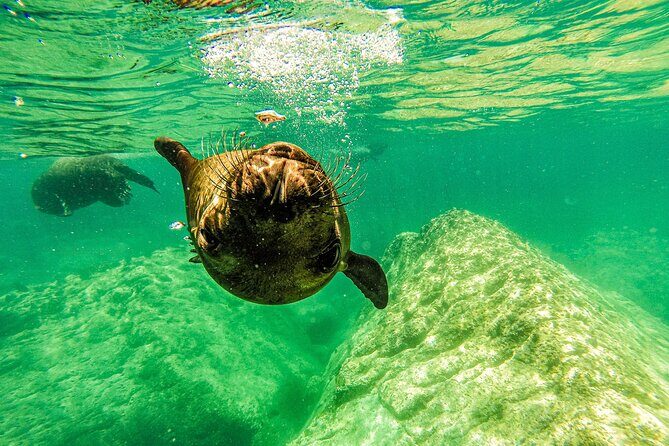 Sea Lion Snorkeling & Island Beach Picnic Espíritu Santo Tour - Analyzing the Value: Is It Worth the Price?