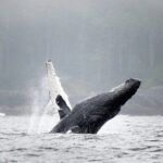 Sea Otter and Whale Watching Tour on Northern Vancouver Island - The Itinerary in Detail