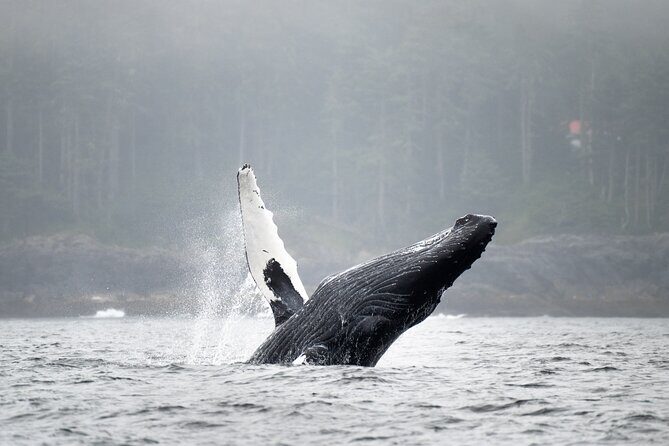 Sea Otter and Whale Watching Tour on Northern Vancouver Island - The Itinerary in Detail