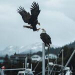 Sea Prince Rupert City and Harbour Shared Zodiac Tour - Exploring the Tour in Detail