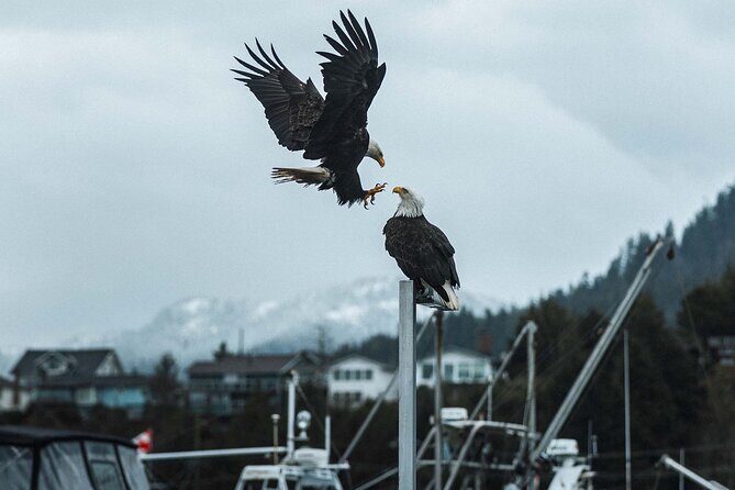 Sea Prince Rupert City and Harbour Shared Zodiac Tour - Exploring the Tour in Detail