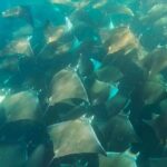 Sea Safari - Explore All The Wonders of The Sea of Cortez - Who Will Love This Tour?