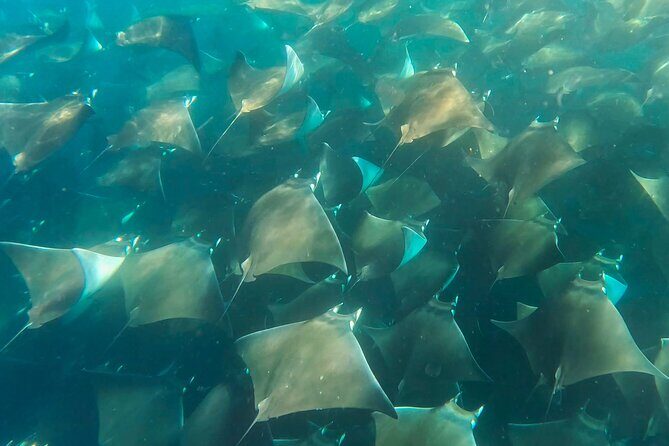 Sea Safari - Explore All The Wonders of The Sea of Cortez - Who Will Love This Tour?