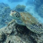 Sea Scooter Jet Snorkeling "Moorea Dream Adventure" - What Sets This Tour Apart?