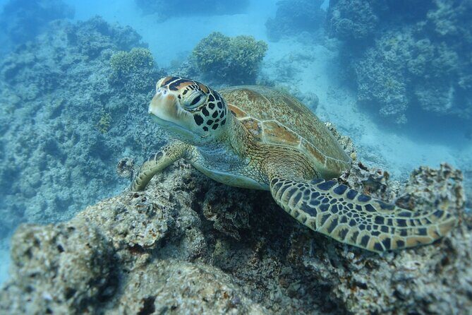 Sea Scooter Jet Snorkeling "Moorea Dream Adventure" - What Sets This Tour Apart?