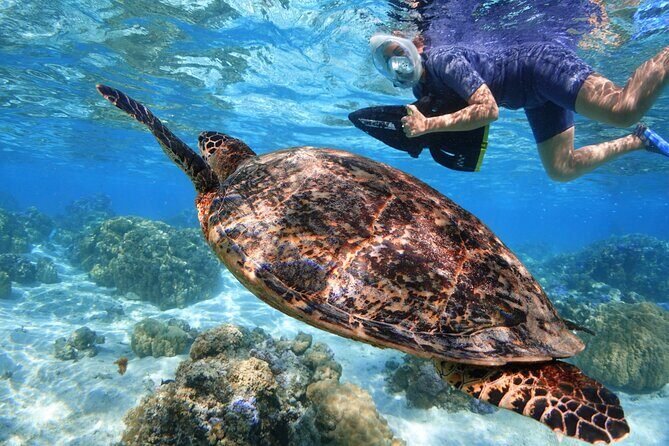 Sea Scooter Jet snorkeling "Moorea Reef Adventure" - Who Is This Tour Perfect For?