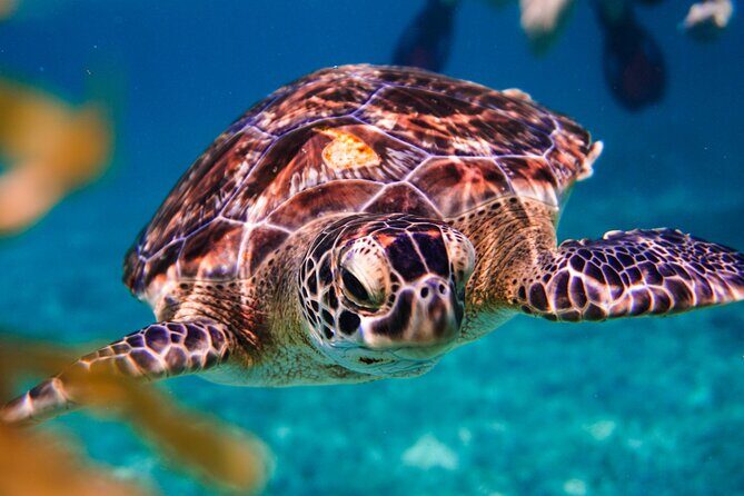 Sea turtle and cenotes half day Snorkeling Tour from Riviera Maya - Why This Tour Offers Great Value