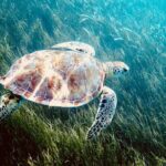Sea Turtle Sanctuary In Akumal With Cenotes - Authentic Traveler Insights