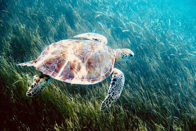 Sea Turtle Sanctuary In Akumal With Cenotes - Authentic Traveler Insights