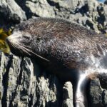 Seal Coast Safari - Exclusive access to Wellington's secret coast - What Makes This Tour Stand Out?