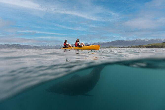 Seal Kayaking Adventure in Kaikoura - The Different Tour Options