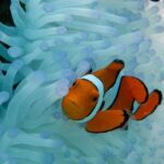 Seastar Luxury Outer Great Barrier Reef Island and Reef Tour - FAQs about the Seastar Outer Reef Tour