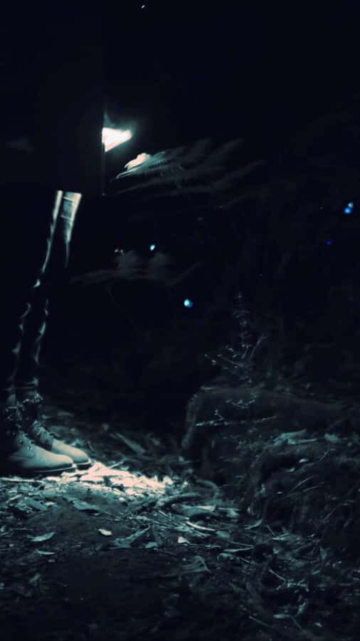 See Auckland's Secret Glow Worms - A Deep Dive into the Glow Worm Experience