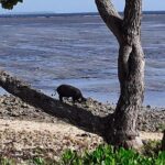 See Hear and Experience Full Island tour - Transportation and Comfort