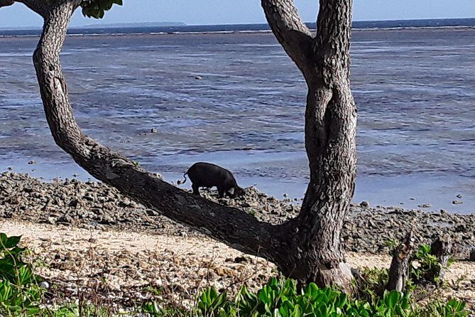 See Hear and Experience Full Island tour - Transportation and Comfort