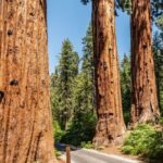 Self-Guided Audio Driving Tour in Sequoia and Kings Canyon - Practical Aspects of the Tour