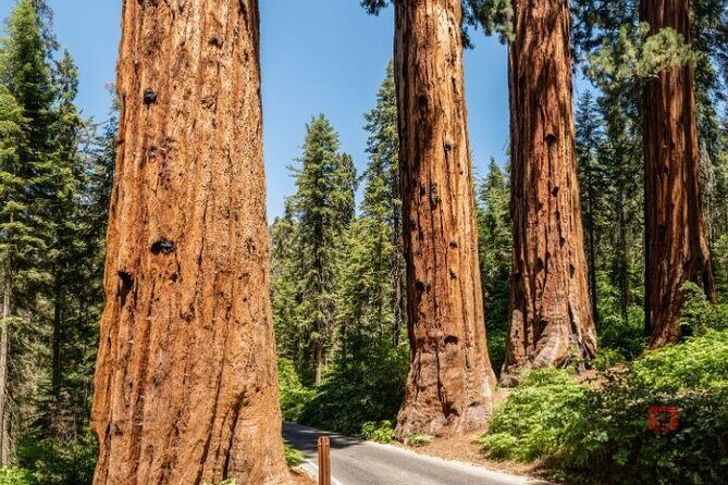 Self-Guided Audio Driving Tour in Sequoia and Kings Canyon - Practical Aspects of the Tour