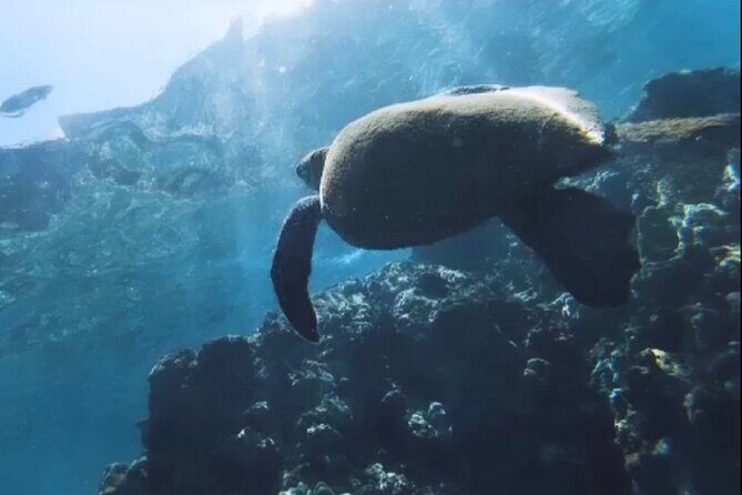 Semi -Private Snorkel Escursions in Lahaina, Maui - FAQ