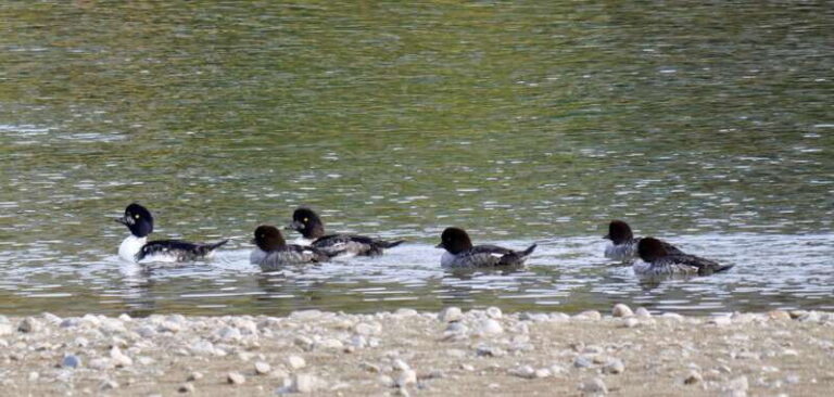 September 2025 British Columbia Rocky Mountain Birding Tour - The Value of This Tour