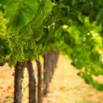 Serene and Romantic Wine Tasting Next to the Vines in Napa Valley - Practical Details