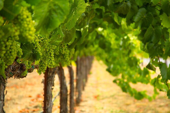 Serene and Romantic Wine Tasting Next to the Vines in Napa Valley - Practical Details