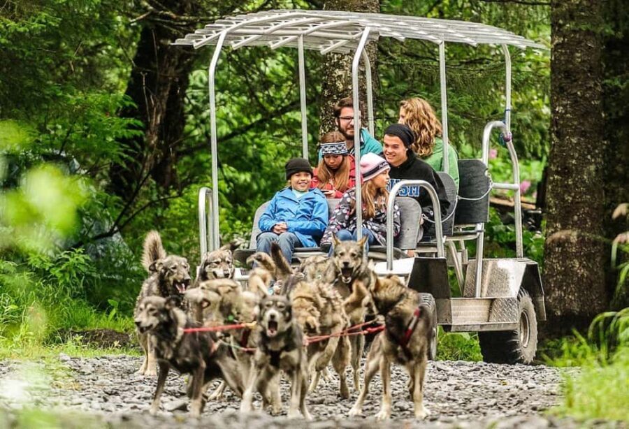 Seward: Turning Heads Kennel Tour & Dog Sled Ride - What to Expect from the Kennel and Mushing Experience