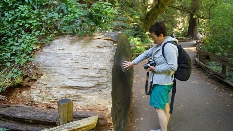 SF: Guided Muir Woods Tour & Hop-On Hop-Off Tour (Save 15%) - What We Think About the Price and Value