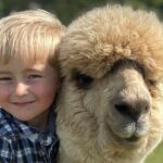 Shamarra Alpaca Farm Tours - Pricing and What You’re Paying For