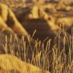 Shared Badlands and Wall Drug Store Experience - Visiting Badlands National Park