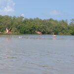 Shared mangroves kayak tour in Holbox - FAQs