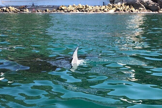 Shared Sailing Adventure Explore Puerto Vallarta by Sea - Who Should Consider This Tour?