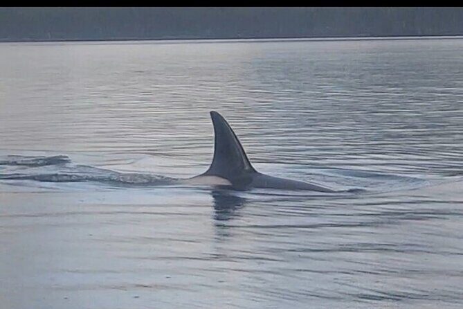 Shared Whale and Wildlife Viewing - The Itinerary Breakdown