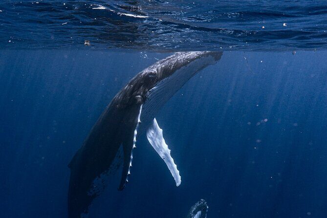 Shared Whale Expedition - What to Expect During the Tour