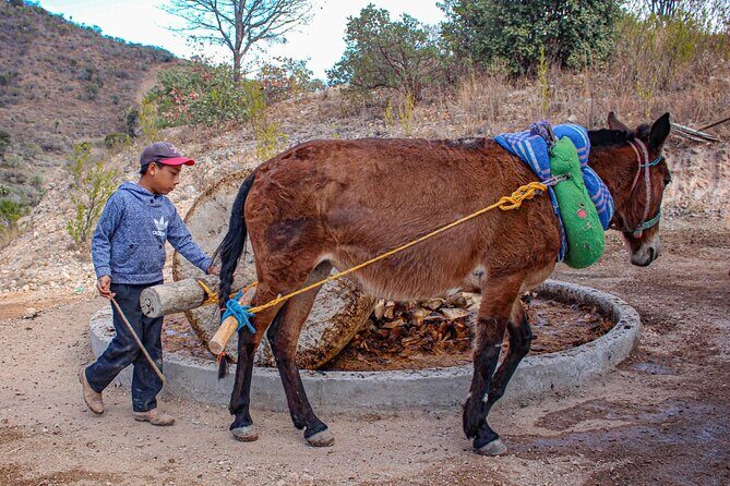 Shared Zapotec Highlights Tour in Oaxaca - What This Tour Means for You