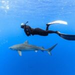 Shark Dive Private Charter No Cage - Authentic Insights from Reviews