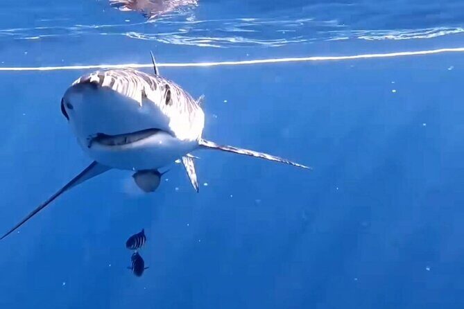 Shark Guided Diving Los Cabos - The Itinerary in Detail