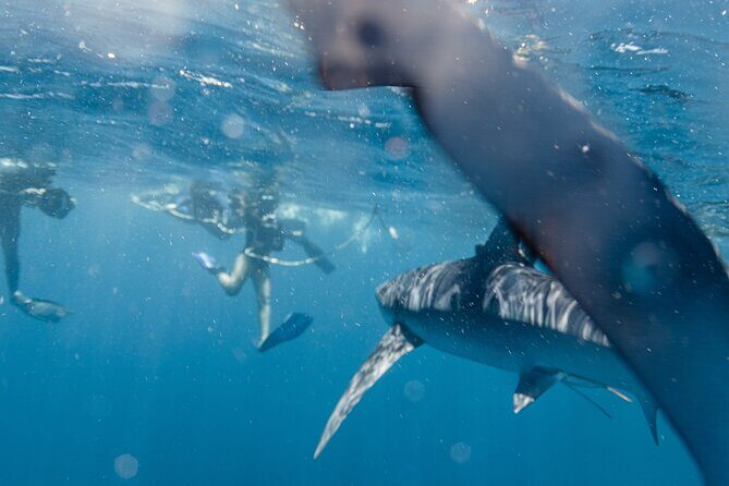 Shark Safari in San Jose del Cabo - Why This Tour Offers Great Value
