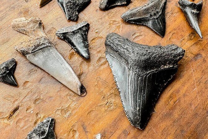 Shark Tooth and Shell Hunting Tour in Charleston, SC - What Travelers Say