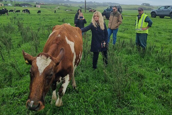 Sheep & Beef Working Farm Private Tour - What to Expect on the Itinerary