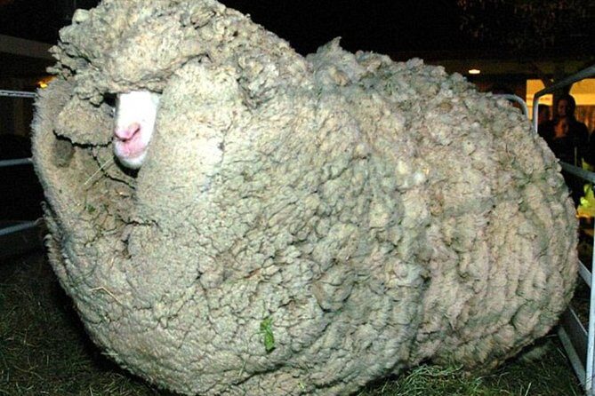 Sheep World Country Tour from Auckland - Practical Details and Value