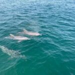Shell Island Dolphin and Snorkel Boat Tour - Why This Tour Really Works
