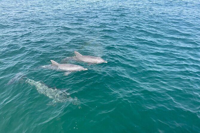 Shell Island Dolphin and Snorkel Boat Tour - Why This Tour Really Works